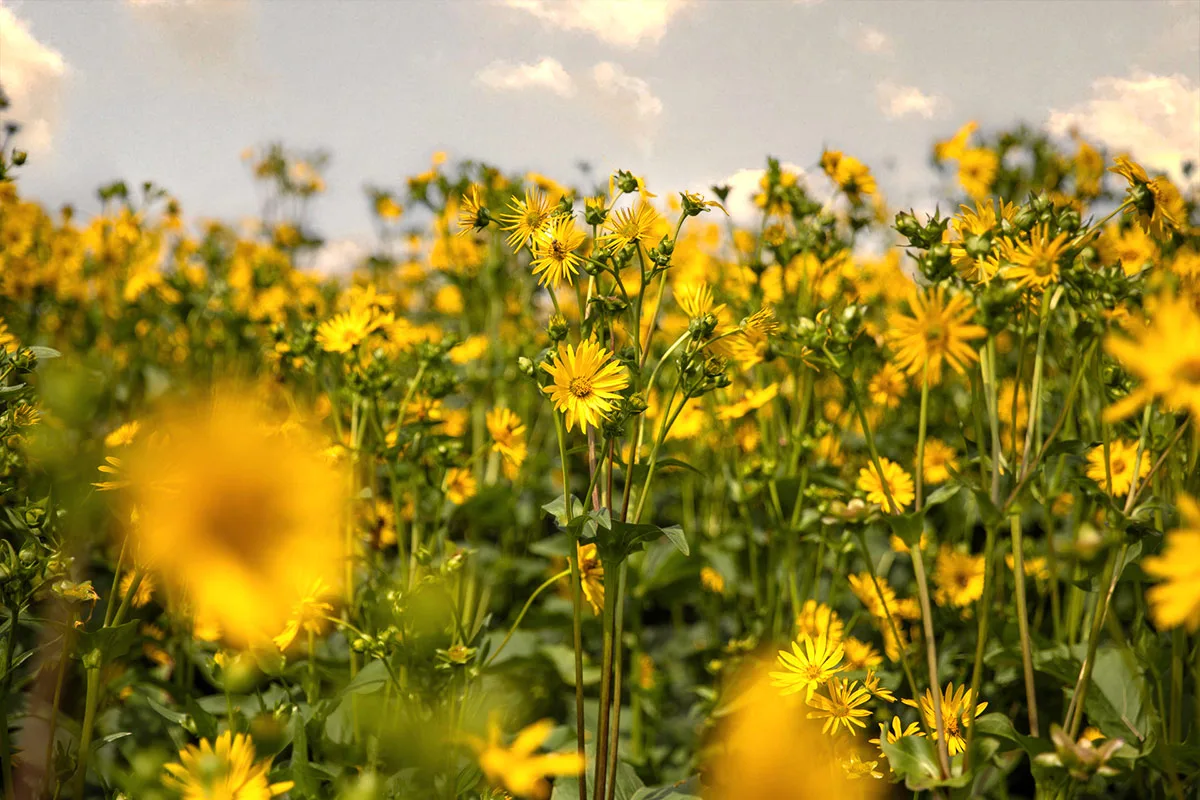 Silphie fibres - Regional raw material from silphie plants